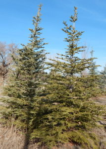Engelmann Spruce - Willowcreek Tree Farms