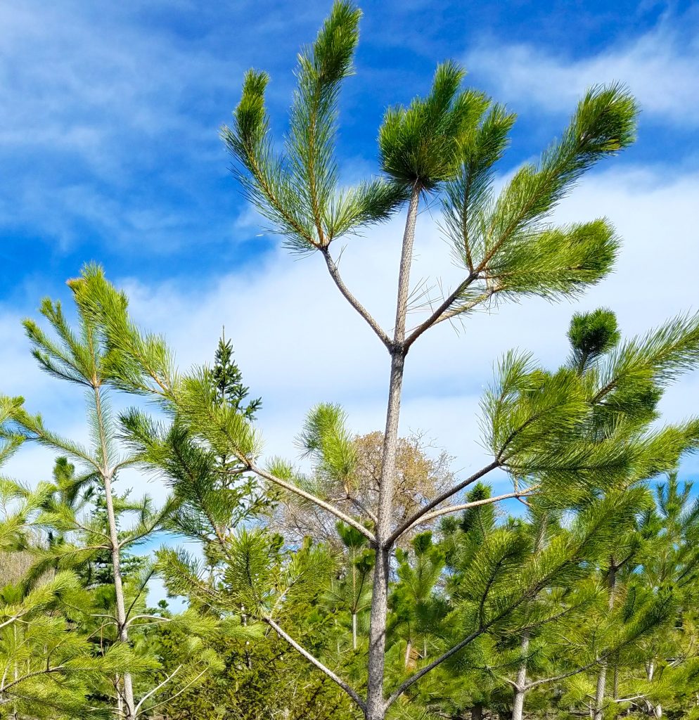 trees guaranteed to grow in northern utah, Austrian Pine - Willowcreek ...