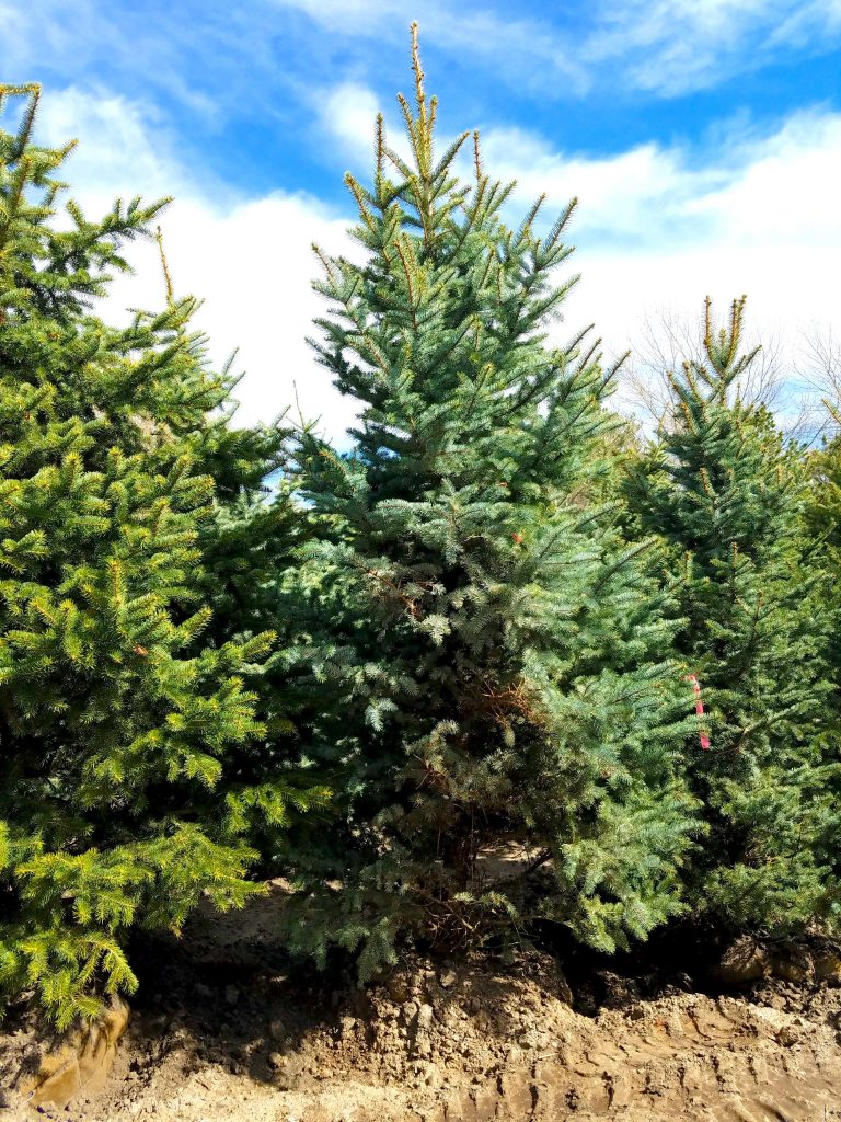 Colorado Blue Spruce, Buy Trees Utah - Willowcreek Tree Farms
