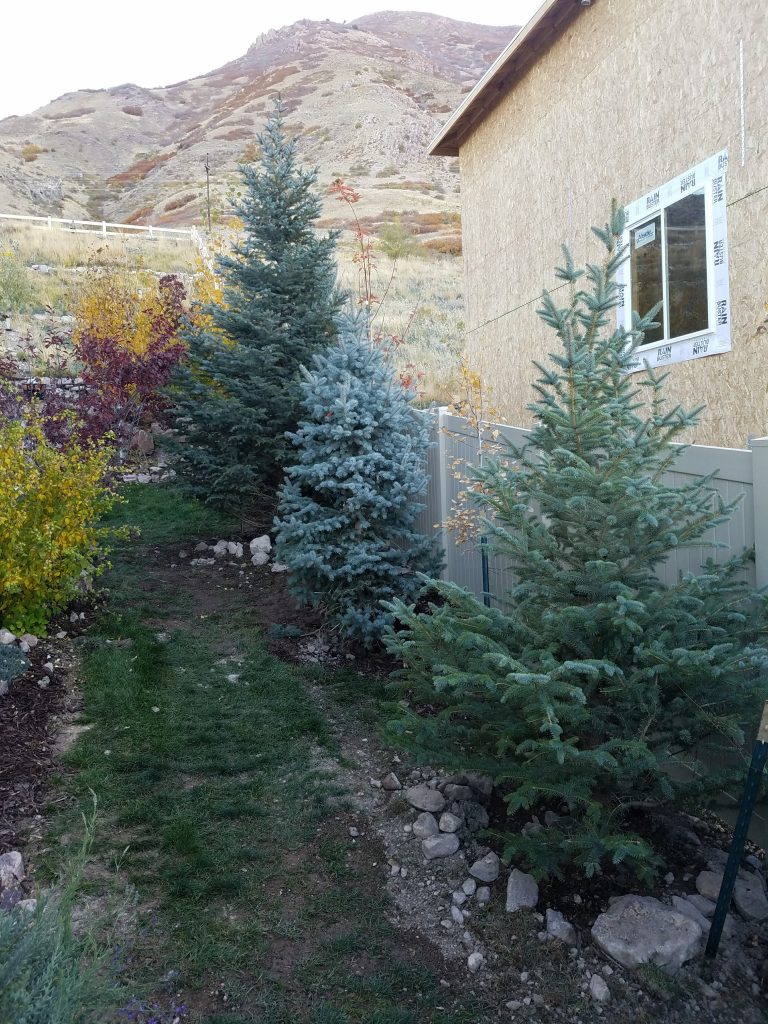 Fast Growing Trees Utah | Colorado Blue Spruce | Willowcreek Tree Farms